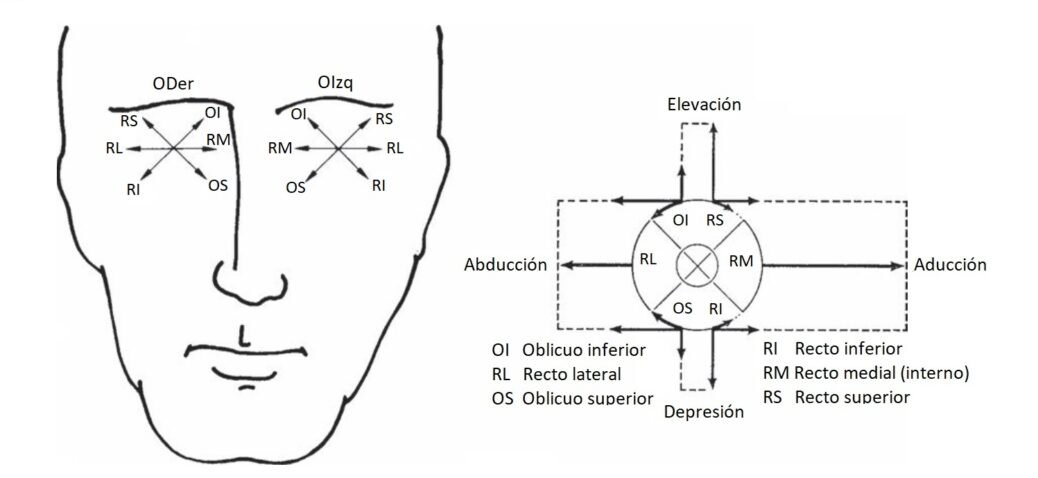 Multimedia en Medicina #37: parálisis del III par – INTERCONSULTA ON-LINE